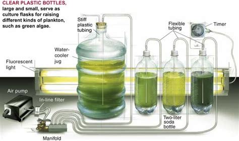 Algae Culture At Home Algae Aquaponics Alternative Energy