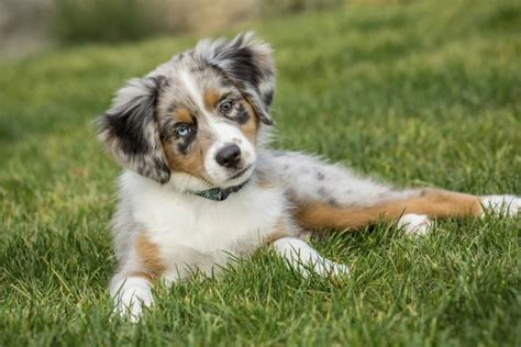 What Is A Blue Merle Australian Shepherd