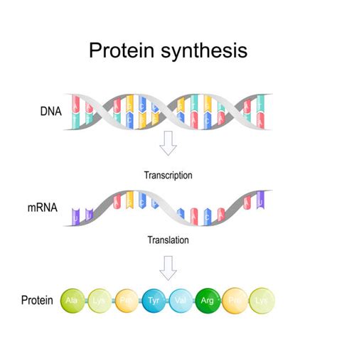 Protein Synthesis And Mutations 10th Grade Quiz Wayground Formerly Quizizz