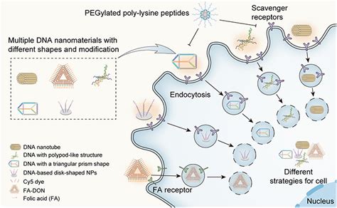 Macrophage Targeting Dna Nanomaterials Ijn