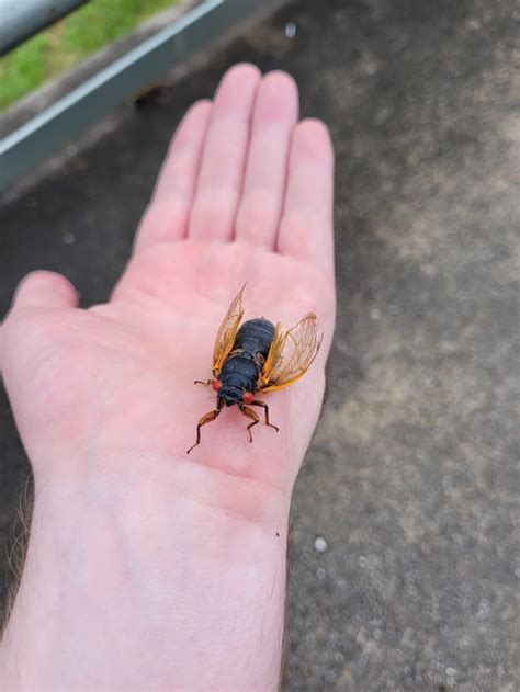 A Cicada Friend I Met At The Zoo Rawwnverts