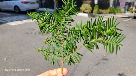 주목 잎의 앞면과 뒷면 주목과 비슷한 전나무 구상나무 비자나무 개비자나무와의 차이점 네이버 블로그