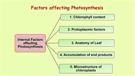 Factors Affecting Photosynthesis Pptx