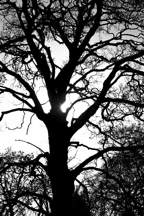 Trees Without Leaves Free Stock Photo Public Domain Pictures