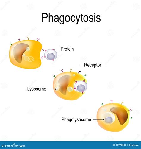 Phagocytosis Stock Vector Illustration Of Leukocyte 99772040