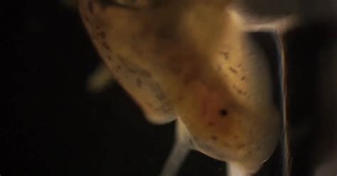 Microscopic View Of Snail Crawling Nature Stock Footage Ft Snail