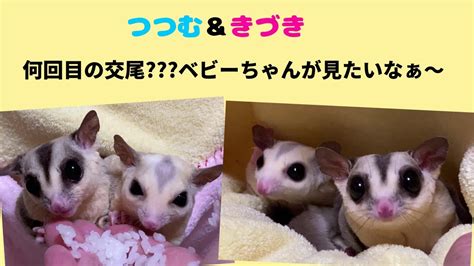 ふくもも交尾【つつむ＆きづき】ベビーちゃんにはいつ会える？🙄久々のふくもも動画：ただいま「交尾中」💖💕😍 Youtube