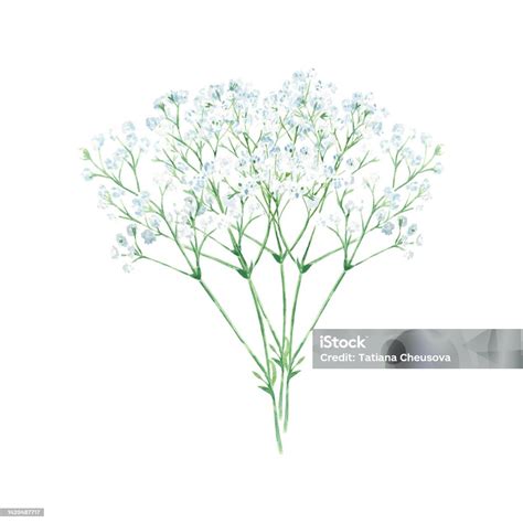 석고 작은 흰 꽃이있는 나뭇 가지 아기의 호흡 수채화 그림 흰색 배경에 고립되어 있습니다 손으로 그린 식물 삽화 인사말 카드