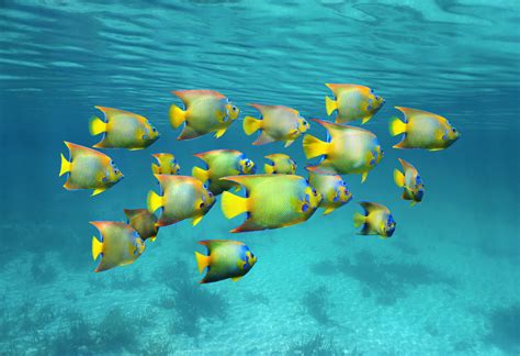 Do Fish Lips Have Nerves Lipstutorial Org