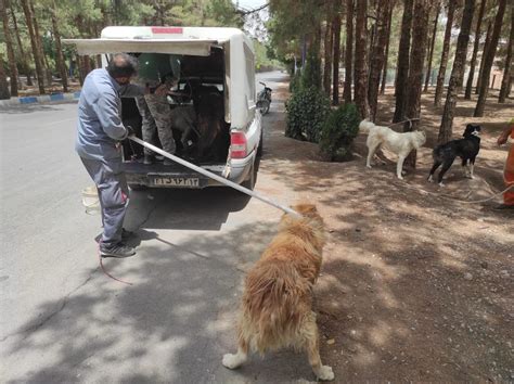 زنده‌گیری روزانه سگ‌های بی‌سرپرست در باغ رضوان ‏‬مردم از غذادهی به سگ