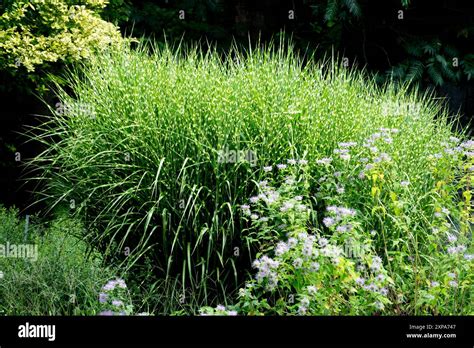Chinese Silver Grass Miscanthus Sinensis Strictus In Garden Stock
