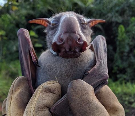 The Krykna Spider Or The Mcquarrie Knobby White Spider R Actionfigures