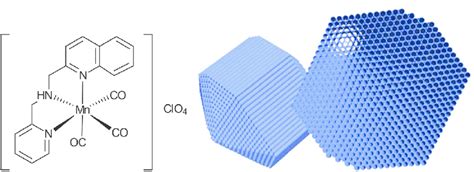 Structure Of The Incorporated Corm And Schematic Drawing Of The Host Download Scientific