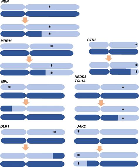 Action Of CN LOH Events On Rare And Common Inherited Download Scientific Diagram