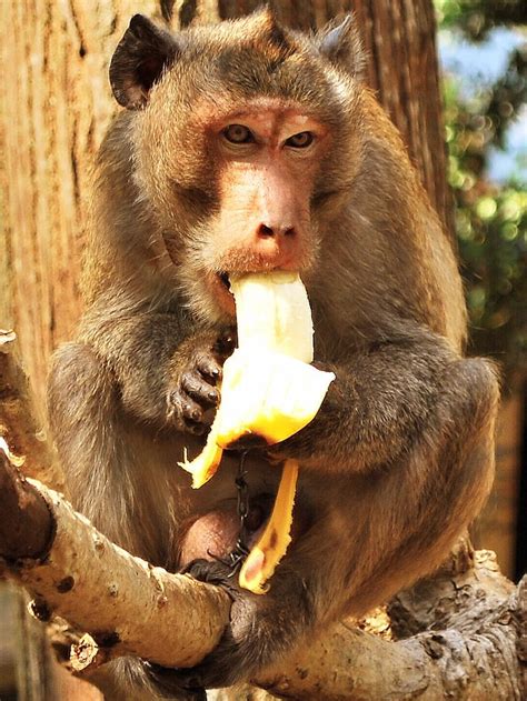 Funny Monkey Eating A Banana Monkeys Eat Banana Monkey Friends My