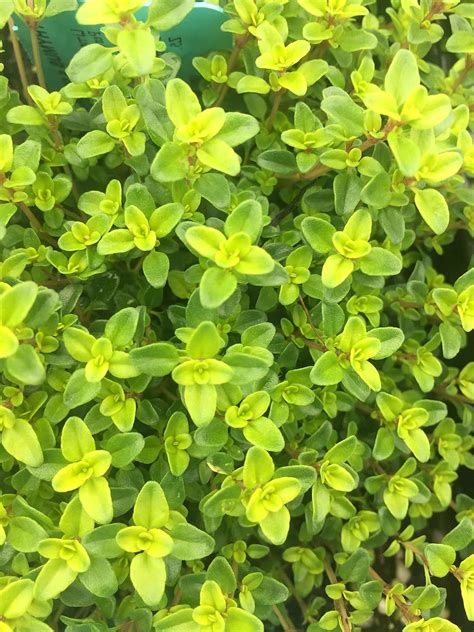 Lime Thyme Plant Thymus X Citriodorus Live Plant 3