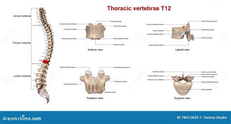 Thoracic Vertebrae T12 Stock Illustration Illustration Of Anatomy