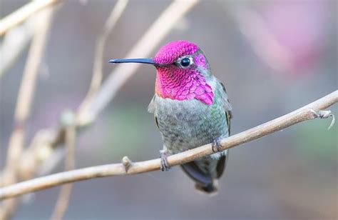 Annas Hummingbird Calypte Anna Explore Annas Hummingbird