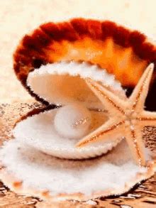 Sea Shells S Tenor