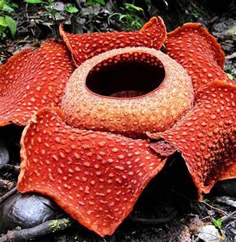 Berita Joseph Arnold Terbaru Hari Ini Bobo