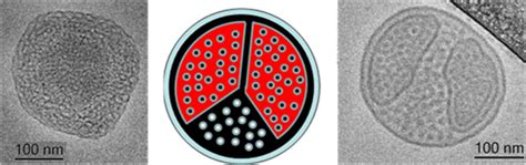 Pep‐lipid Cubosomes And Vesicles Compartmentalized By Micelles From Self‐assembly Of Multiple