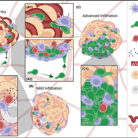T Cell Entry And Apc Interactions In The Islets During T1d A T Cell Download Scientific