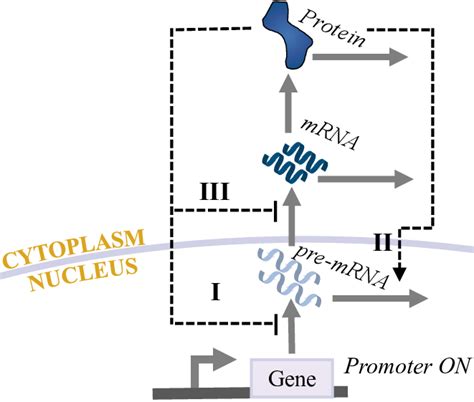 Process Of Gene Expression Modeled By Precursor Mrna Produced In Download Scientific Diagram