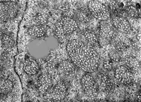 Mitochondria Tubular Cristae Tem Stock Image C0626663 Science