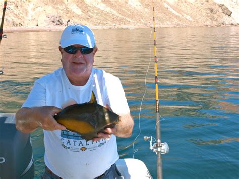 Finescale Triggerfish Pier Fishing In California