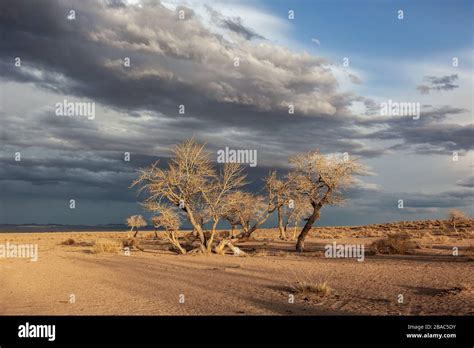 trees in a nature of western Mongolia Stock Photo - Alamy