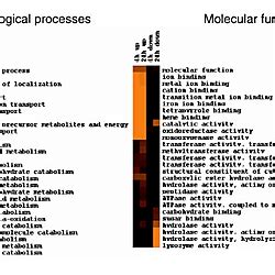 Biological Processes And Molecular Functions Enriched With Cadmium Responsive Genes