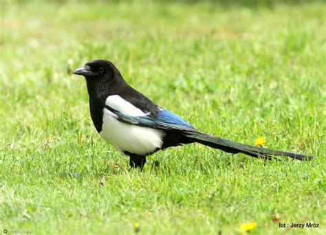 Interaktywna Biosfera Sroka Zwyczajna Pica Pica