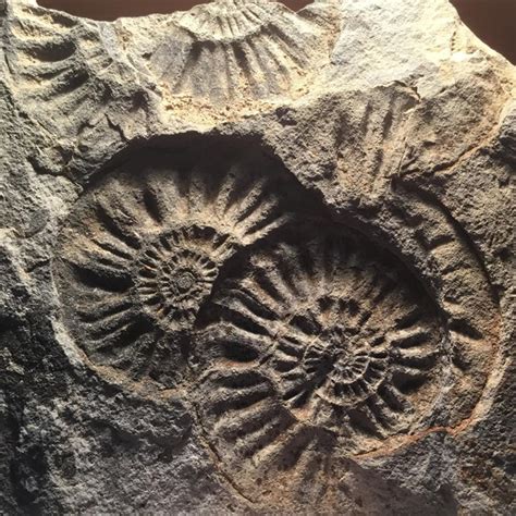 Body Fossils Fossils And Paleontology Us National Park Service