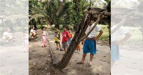 Giant Python Attacks Indonesian Man Before Being Eaten