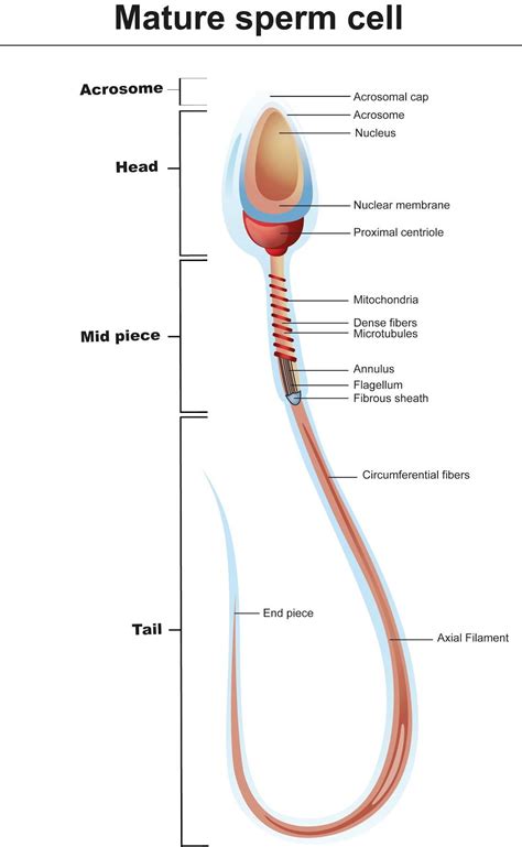 Sperm Cell Under Microscope Labeled