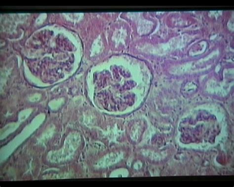 Histology Bio 201 Flashcards Quizlet
