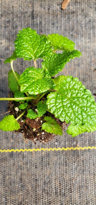 Lemona Melissa Officinalis — Gingers Greenhouse
