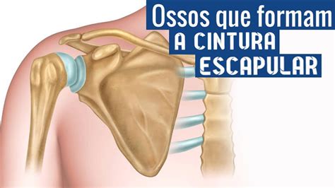 O Que é Cintura Escapular Retoedu