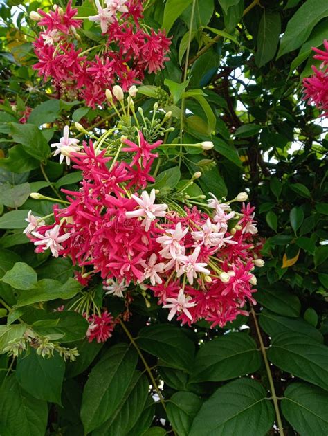 Rangoon Creeper Or Combretum Indicum Is A Species Of Flowering Plant In