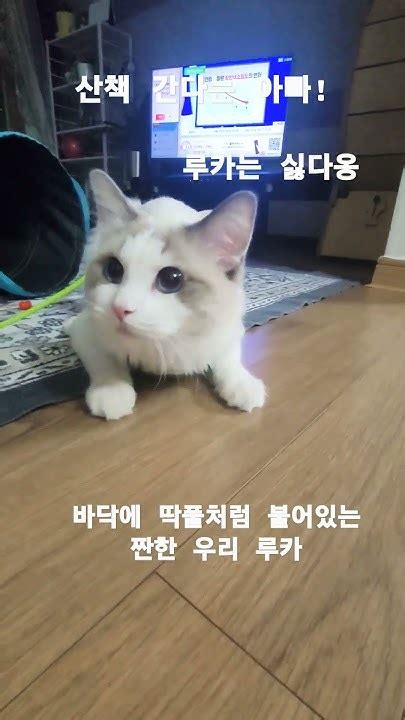 산책 싫다고 바닥에 딱붙은 야옹 루카 Youtube