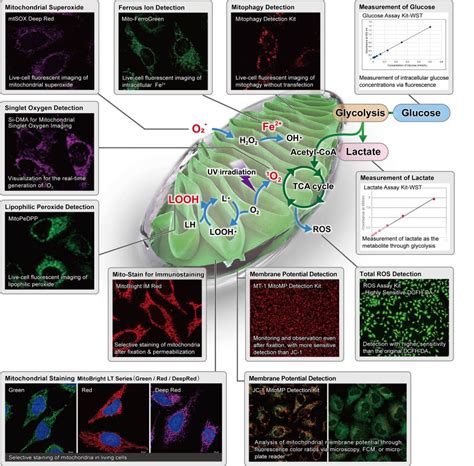 Mitochondria Research Dojindo Laboratories