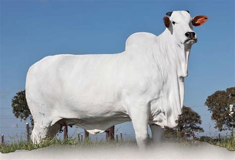 Duuren Life Дэлхийн хамгийн үнэтэй үхэр 4 3 сая доллар