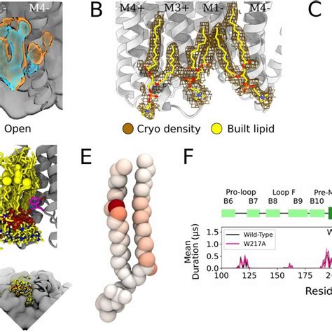 Protein And Lipid Determinants Of State Independent Inner Leaflet Download Scientific Diagram
