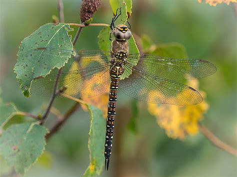 Aeshna Mixta Female 2 