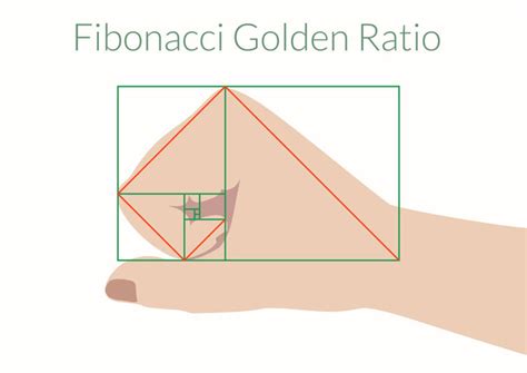 Fibonacci Sequence Free Stock Vectors
