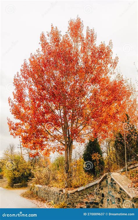 Vivid Orange And Yellow Tree In Autumn Stock Image Image Of Light Stem