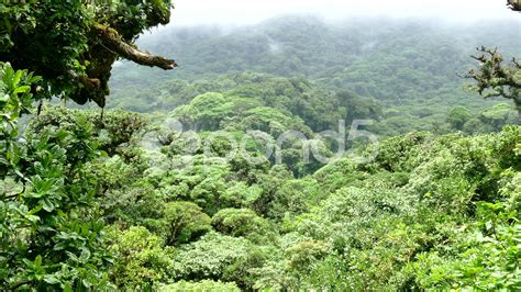 Costa Rican Rainforest Canopy