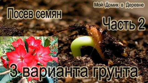 Адениумы Посев семян Часть 2 Youtube