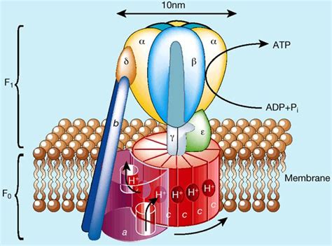 Doing A Rotary Two Step Nature