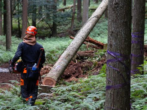 【針葉樹の種類】木材へ加工される樹種の名前・見分け方や広葉樹との違いを解説 柏田木材工業株式会社